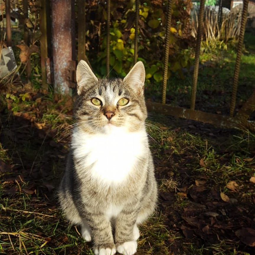 Котик