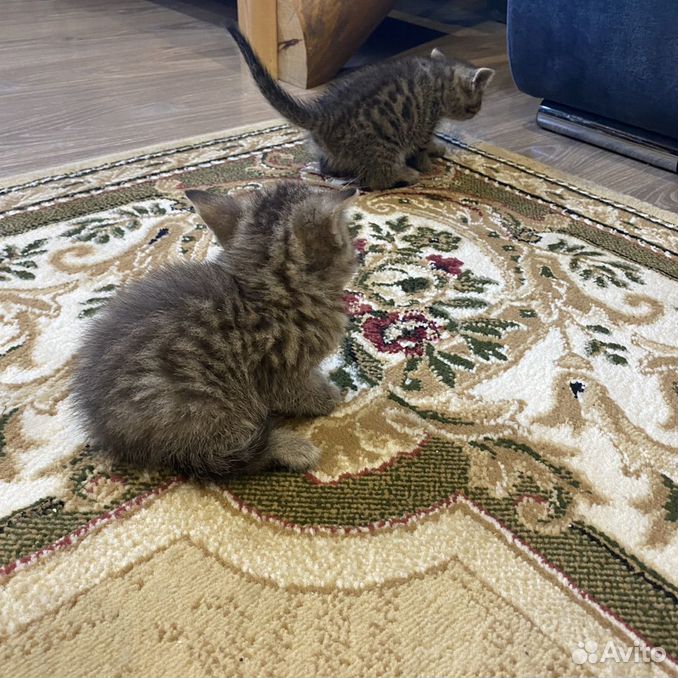 Котята Вискас