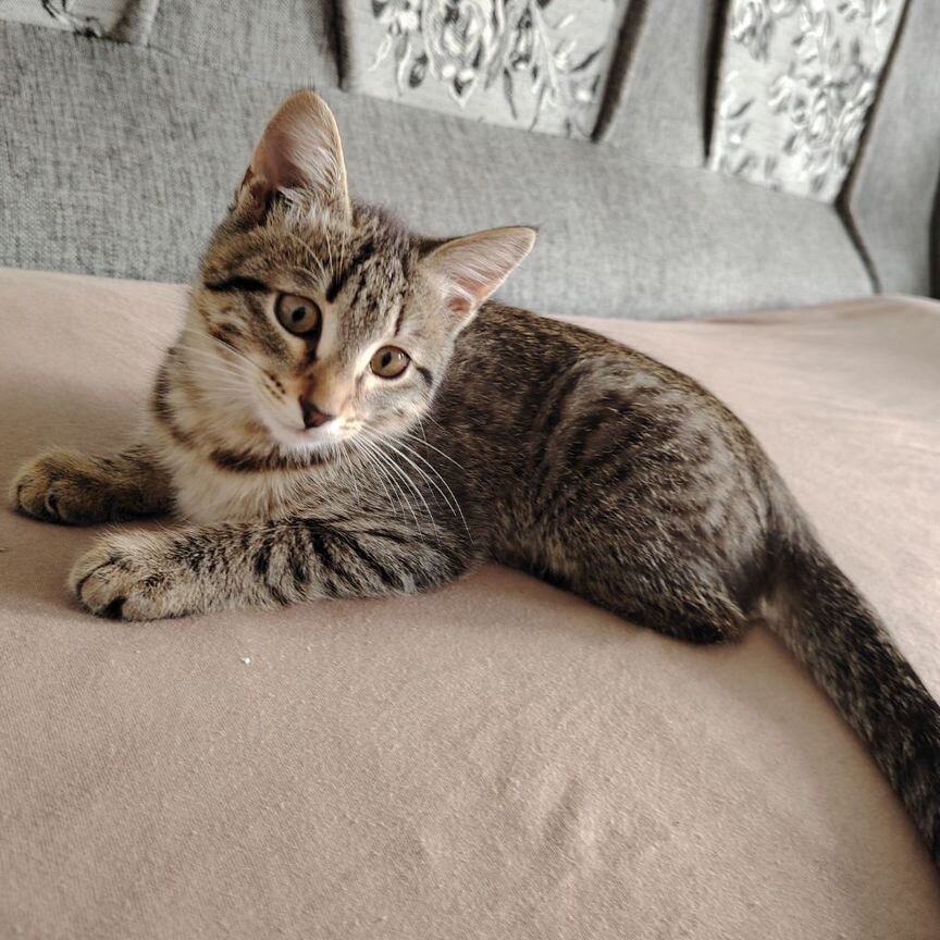 Котики маленькие бесплатно