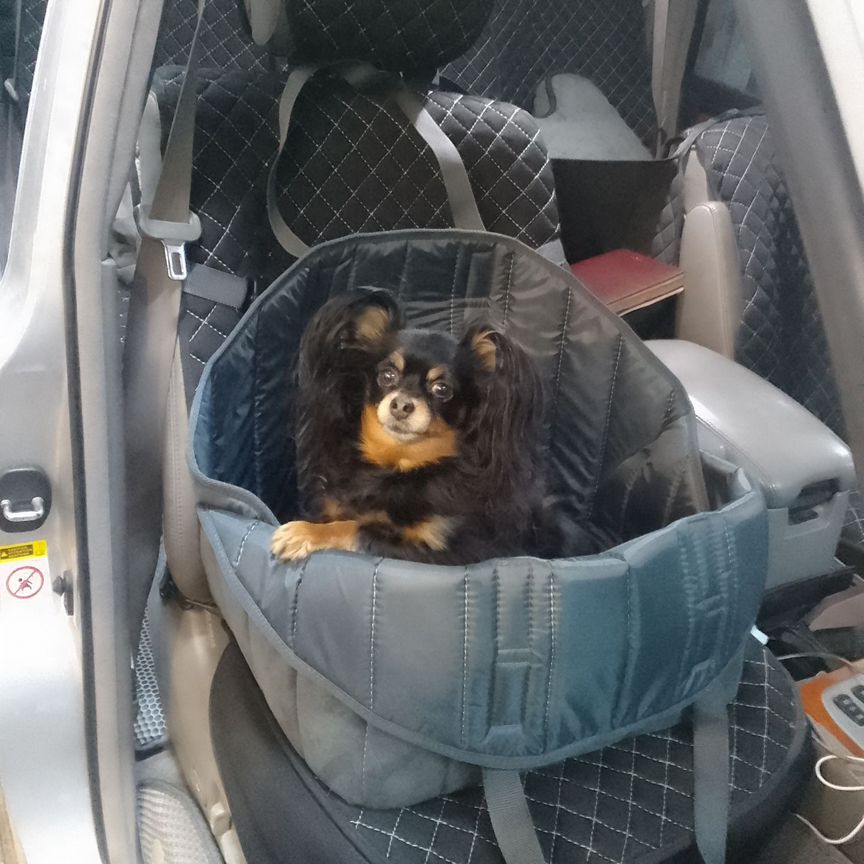 Автосумка, переноска для животных