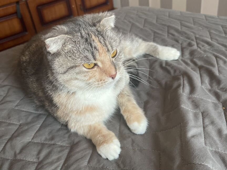 Кошка