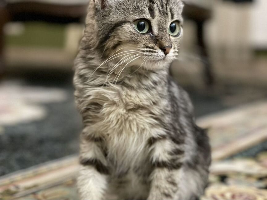 Полосатенькая малышка в поисках дома