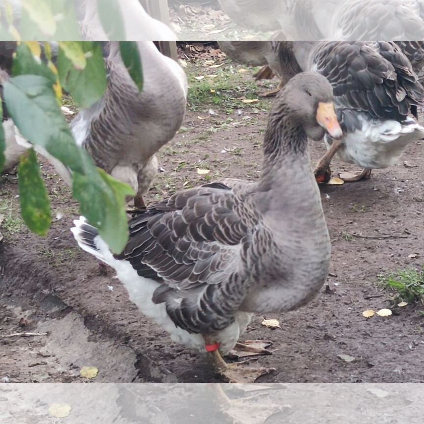 Тулузские гуси 6 месяцев