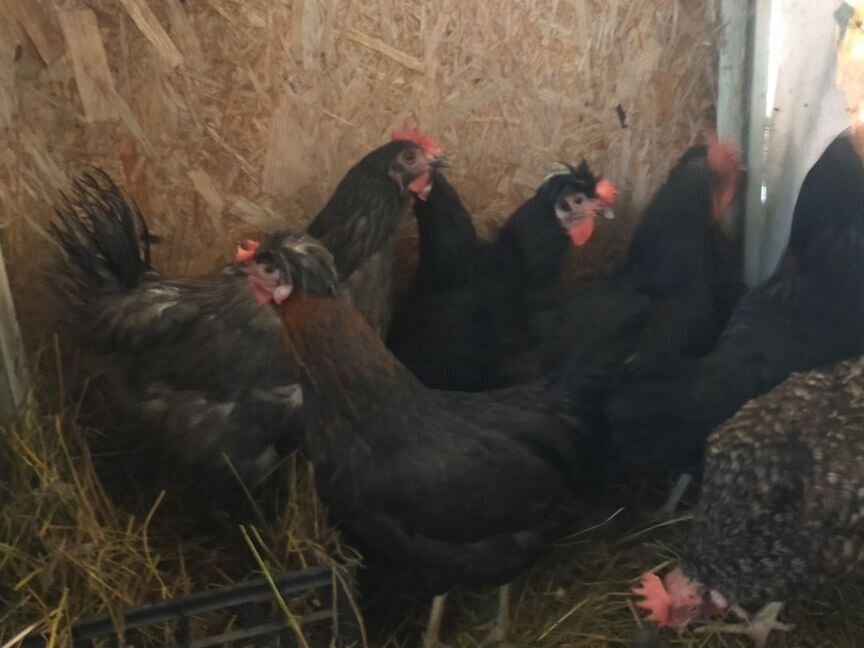 Куры несушки домашние