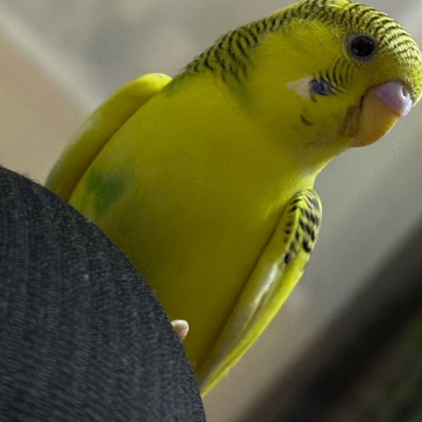 Птенцы волнистых попугаев,девочки