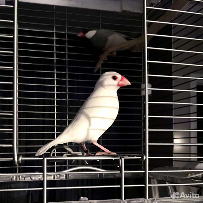 Амадины рисовые