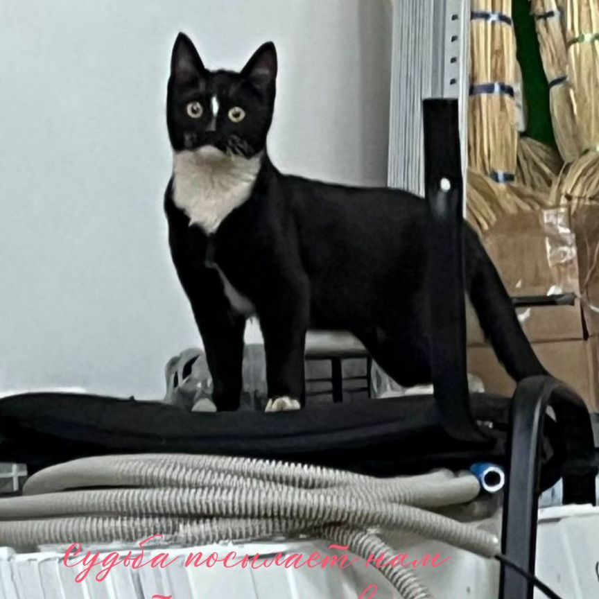 Кот в добрые руки
