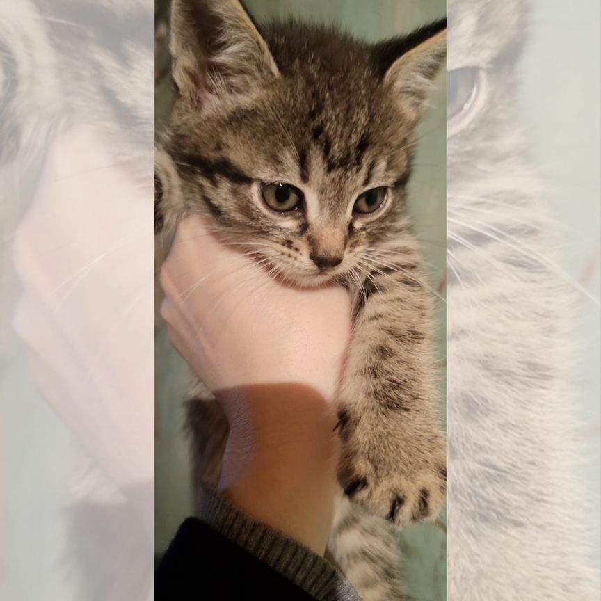Котята в добрые руки бесплатно