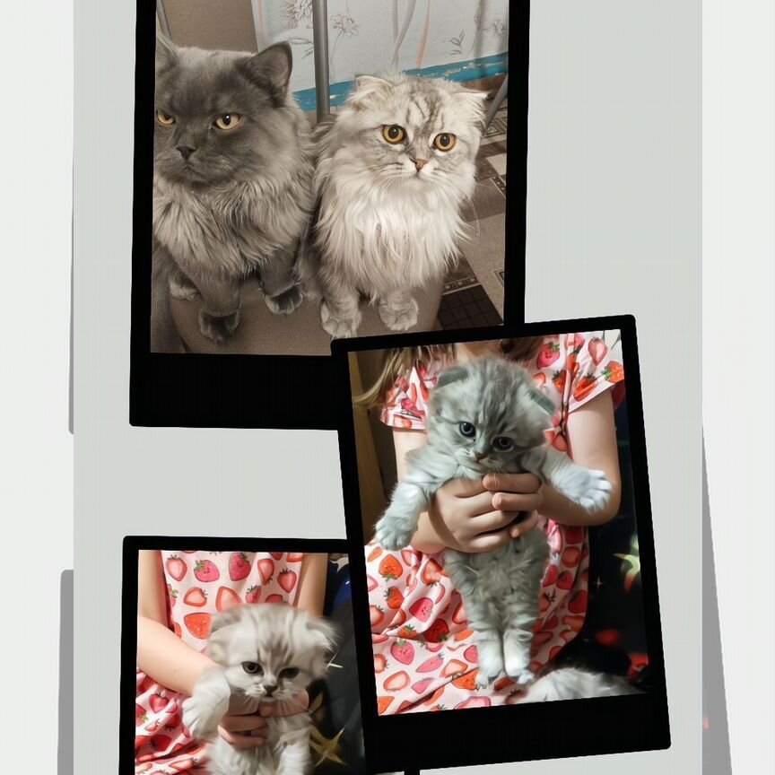 Шотландский вислоухий длинношёрстный котёнок