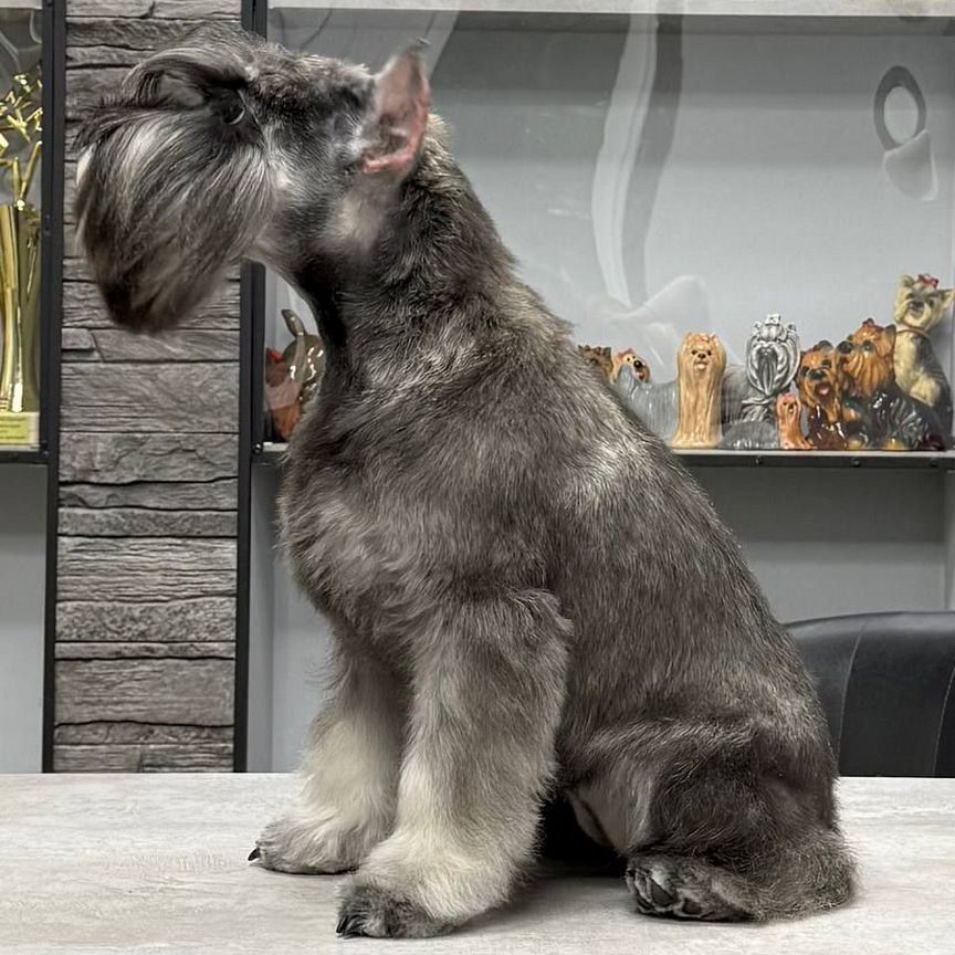 Цвергшнауцер, щенок