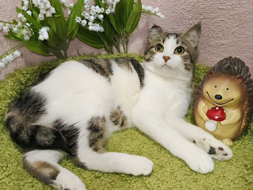 Стерилизованная вакцинированая кошка из приюта