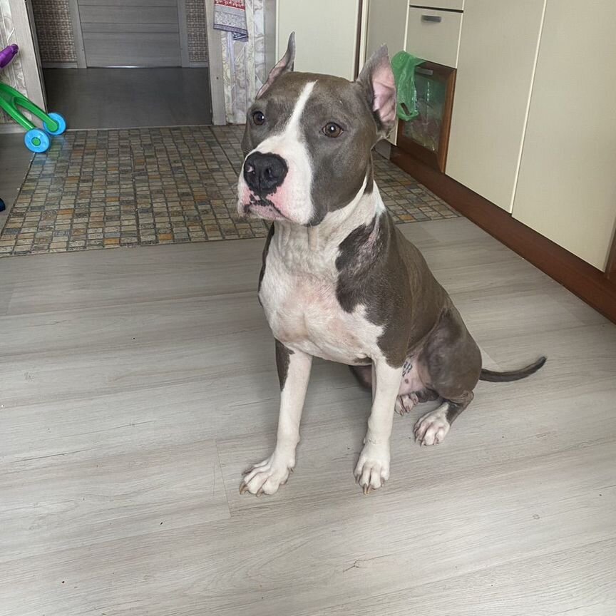 Стаффордширский терьер в добрые руки