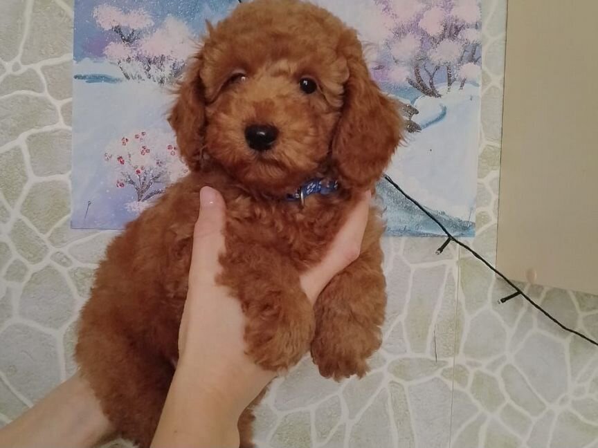 Мальчик red braun 2мес