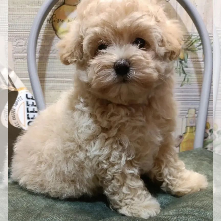 Мальтипу, щенок