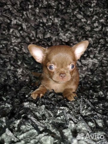 Чихуахуа мини девочки