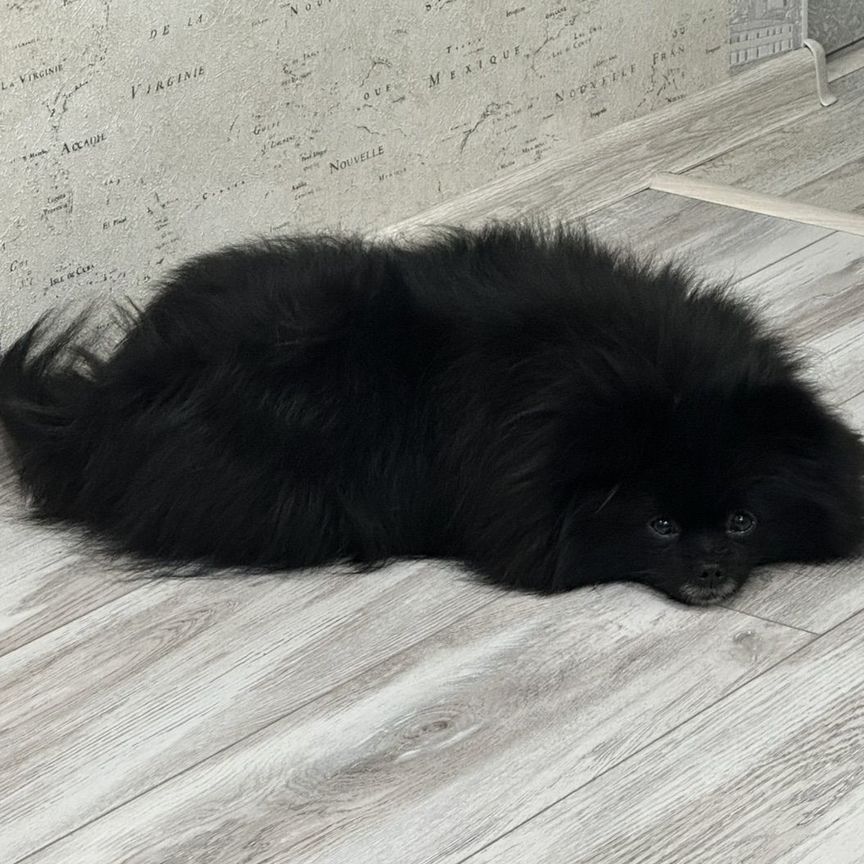 Померанский шпиц, взрослая собака