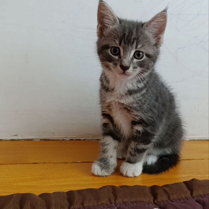 Котёнок (девочка) в добрые хорошие руки