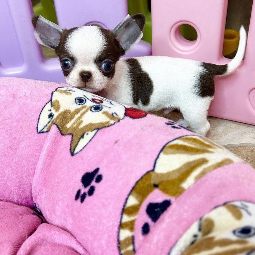 Чихуахуа, щенок