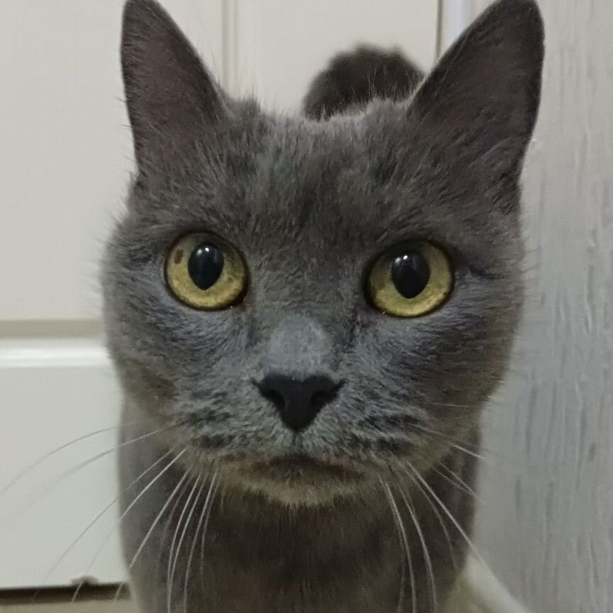 Кошка в добрые руки стерилизованная