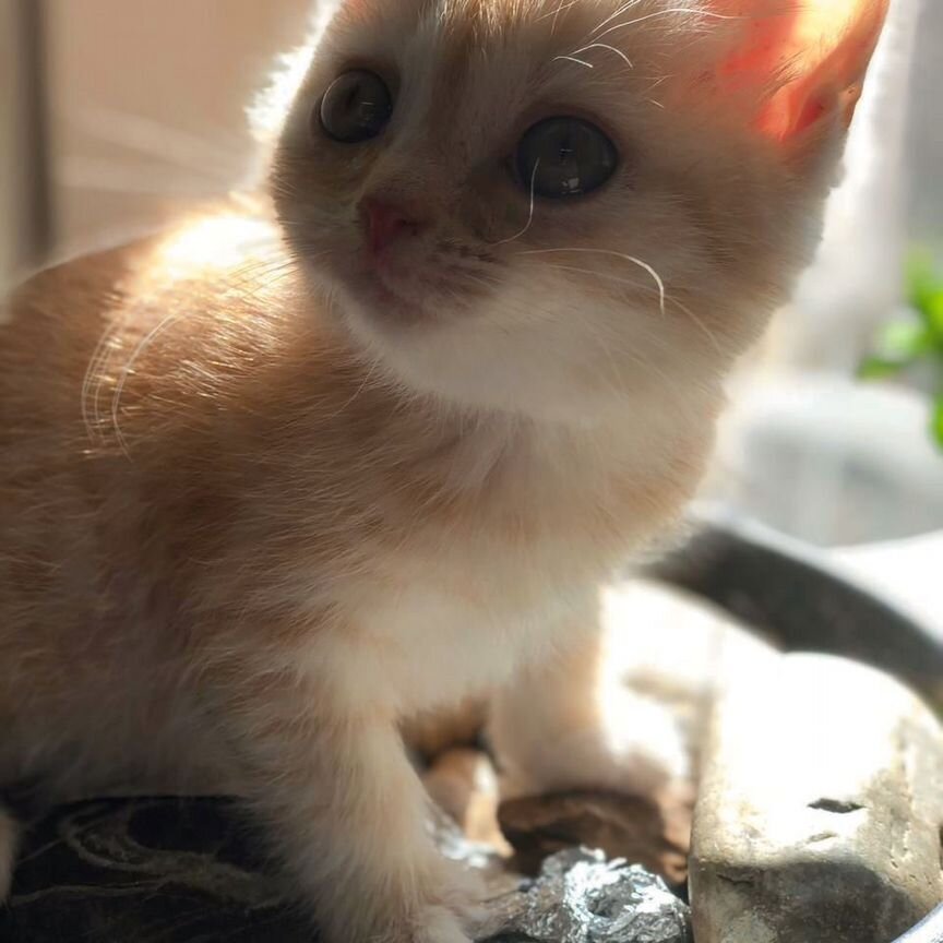 Продается котенок шотландский