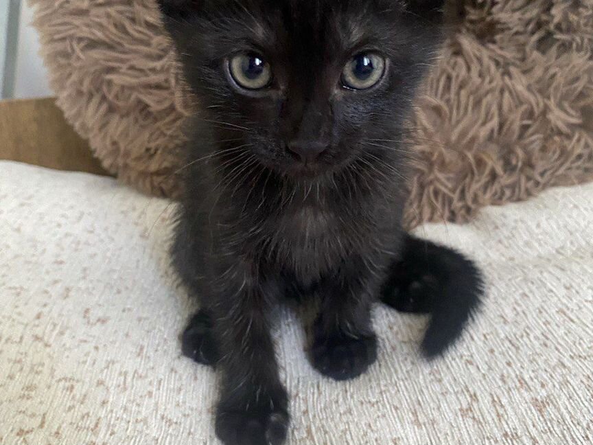 Котенок