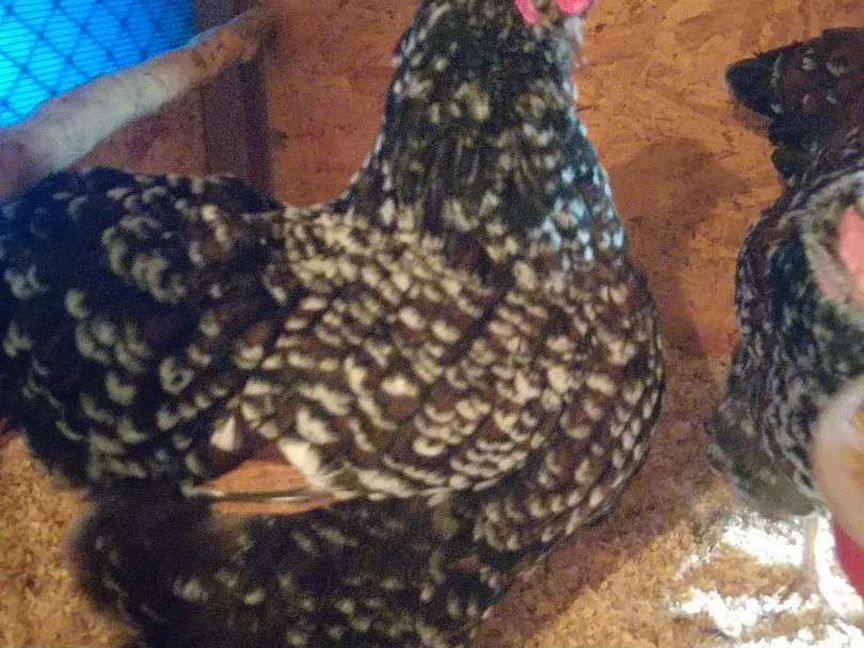 Инкубационное яйцо