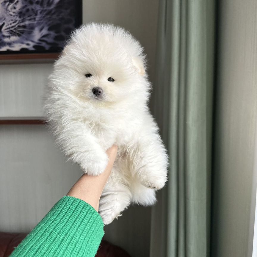 Шпиц плюшевый мишка