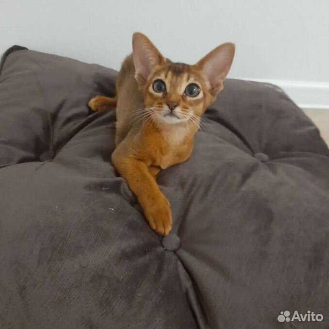 Абиссинские клубные котята, best WCF