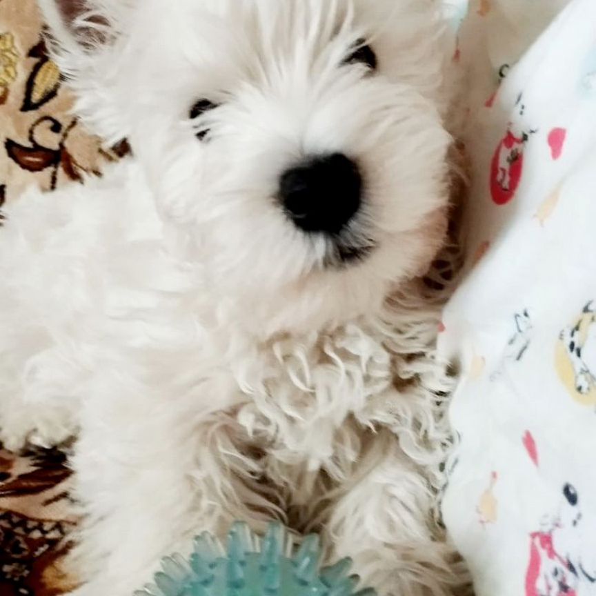 Щенки вест хайленд вайт терьер