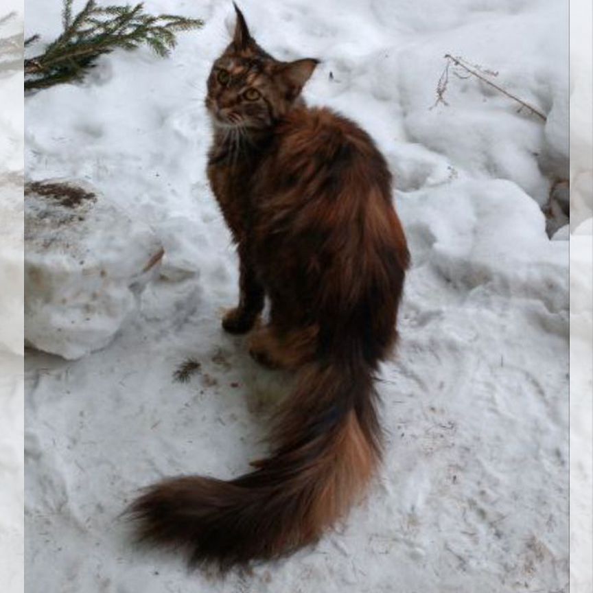 Мейн-кун, взрослая кошка