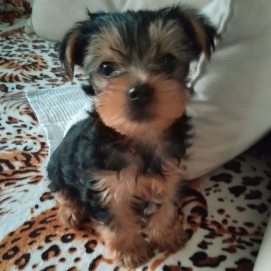 Йоркширский терьер, щенок