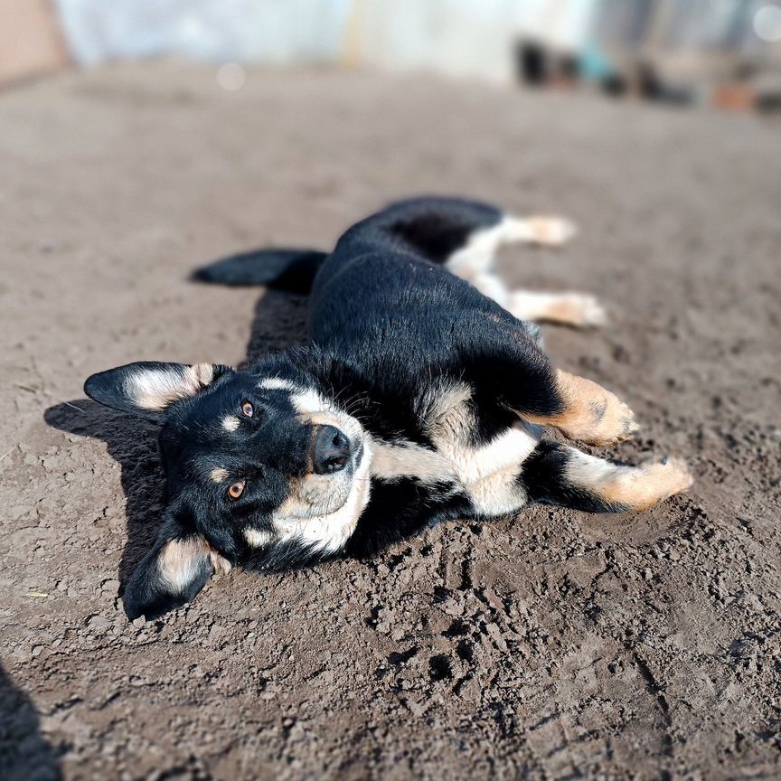 Шикарная коротколапик Тори