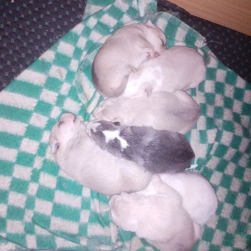 Среднеазиатская овчарка, щенок