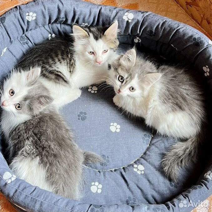 Малыши Пушки