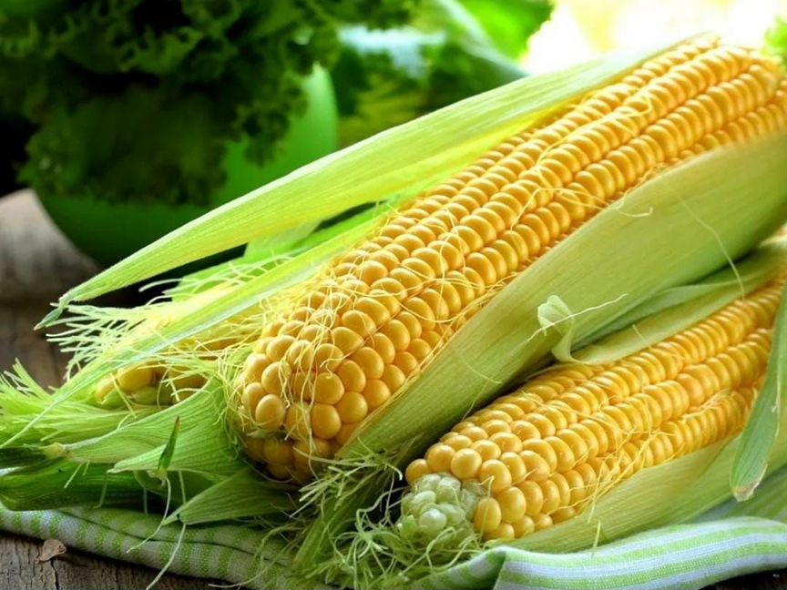 Кукуруза в початках