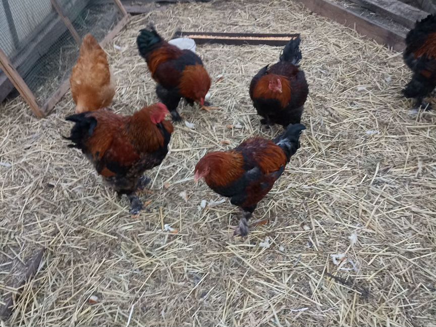 Молодые петушки породы брама куропатчатая