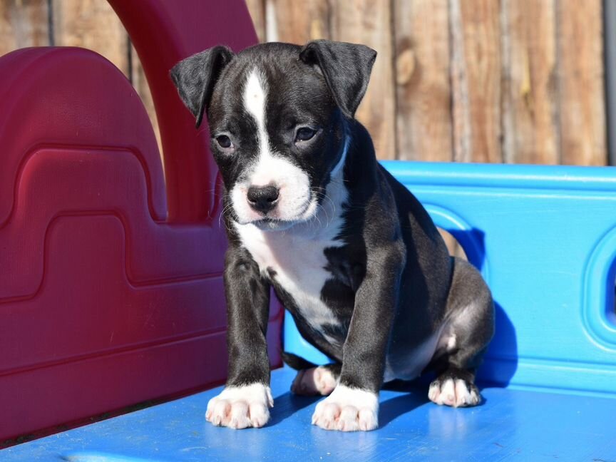 Стаффордширский терьер