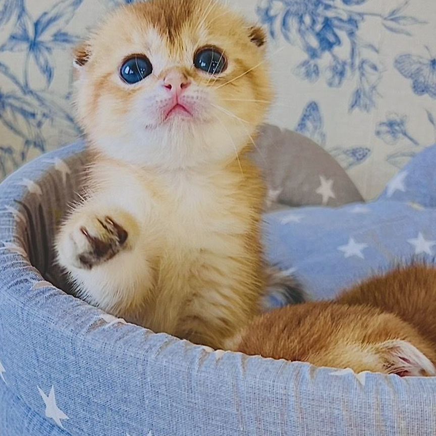 Шотландский вислоухий короткошёрстный котёнок