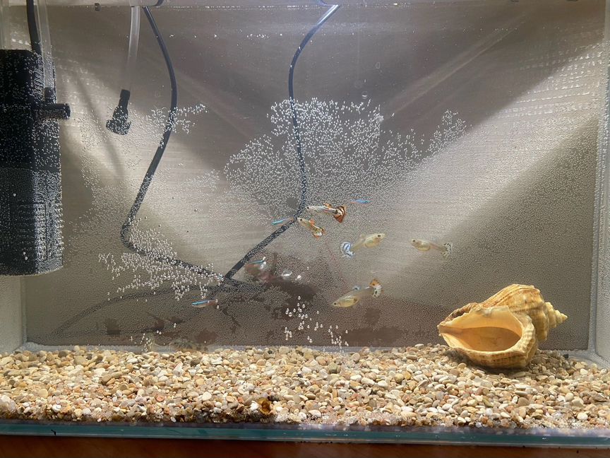 Рыбки гуппи