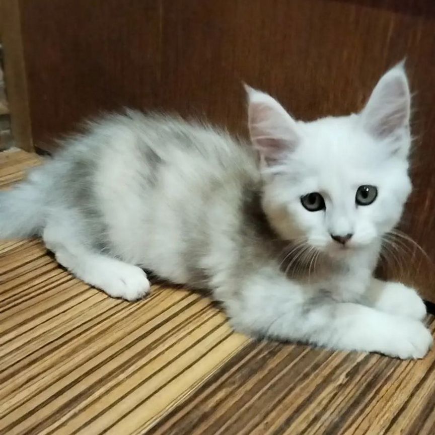 Мейн-кун котёнок