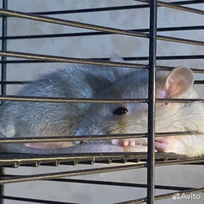 Крысята бесплатно