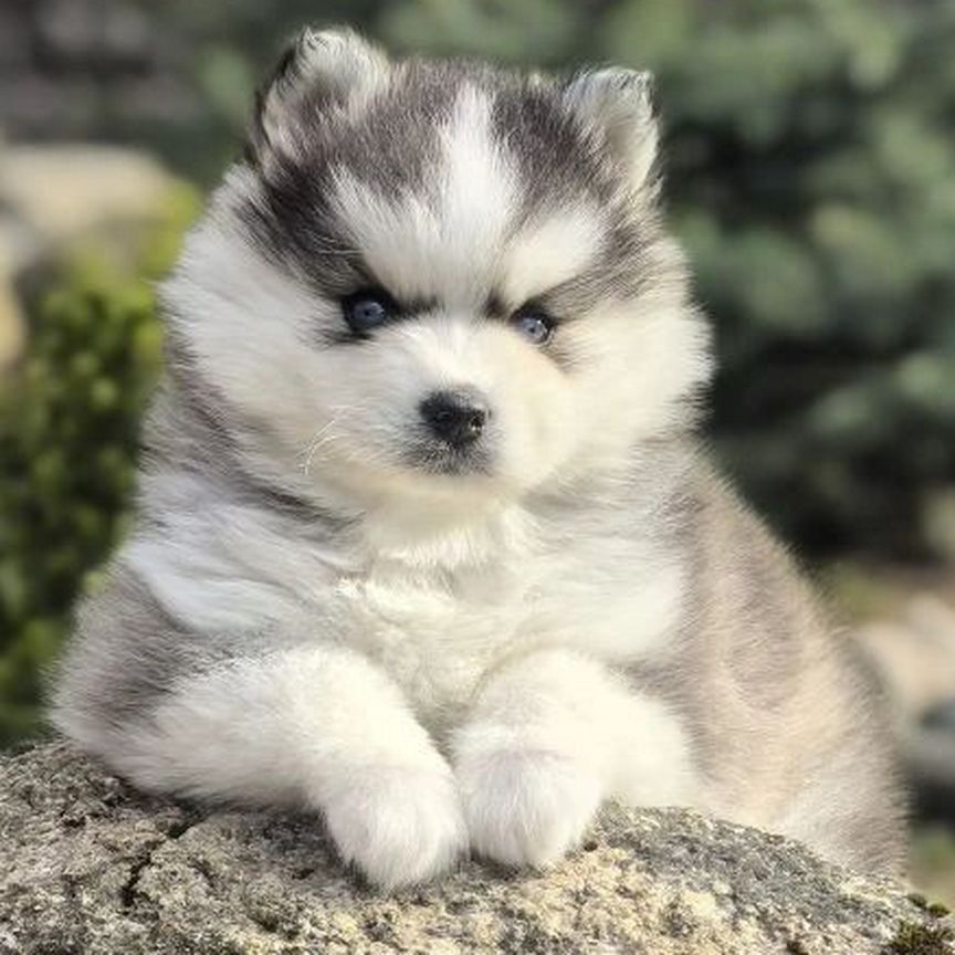 Помски, щенок