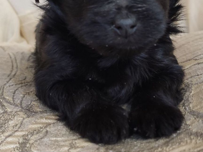 Маленькие цветные Йорки (девочки)