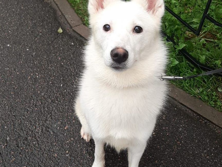 Брошенная лаечка в добрые руки