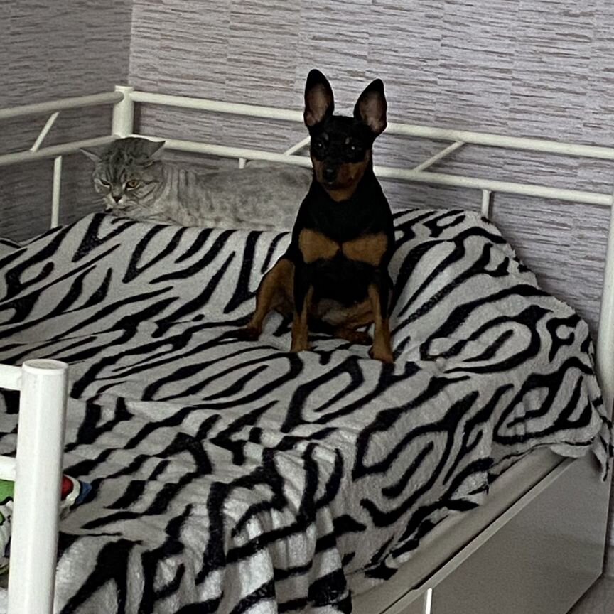 Отдам цвергпинчера в добрые руки