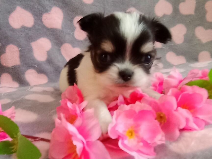 Мальчики чихуашки длинношёрстные