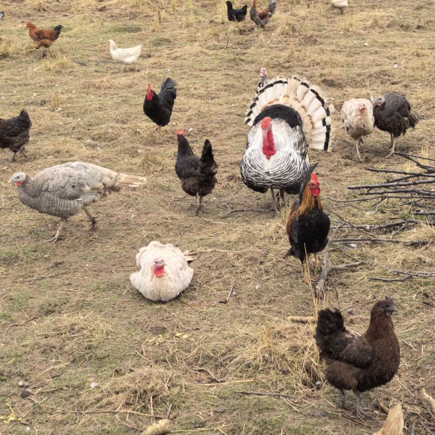 Индюк, цесарка, петух, курица