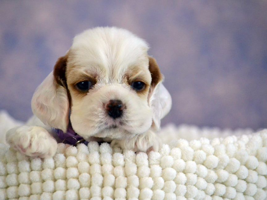 Мальчик амкокера