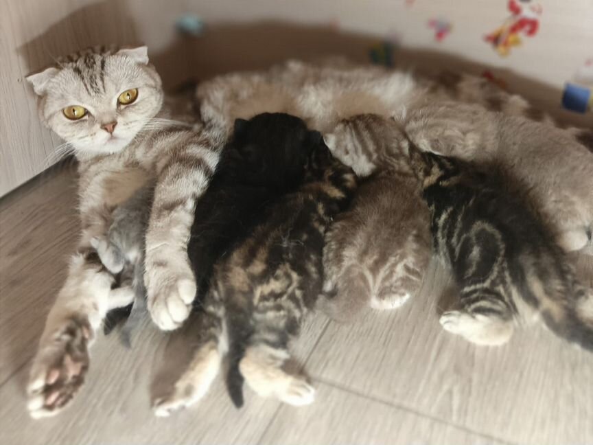 Шотландская вислоухая