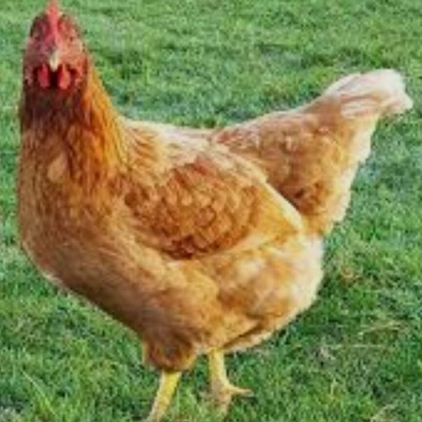 Куры несушки